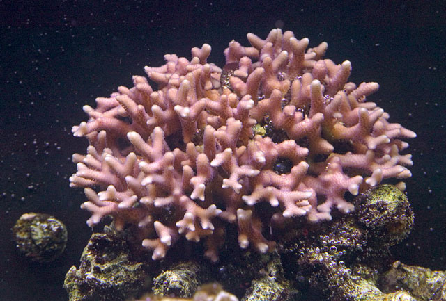 Pink Birdsnest? - Page 2 - Reef Central Online Community