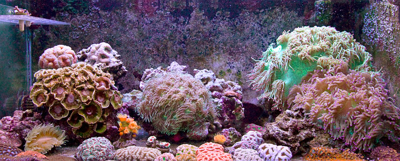 Show me your LPS dominated reeftanks! | Page 20 | Reef Central Online ...